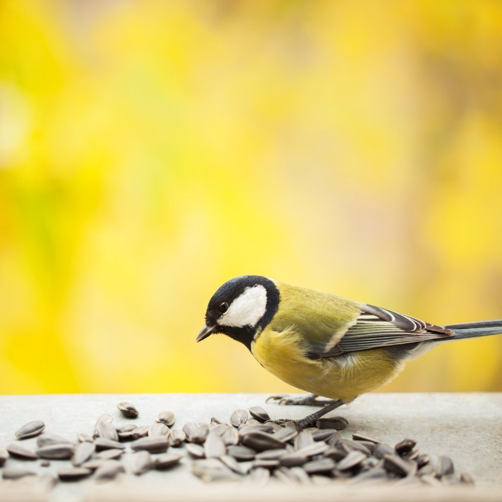 Wild Bird Feed – Valley Feeds