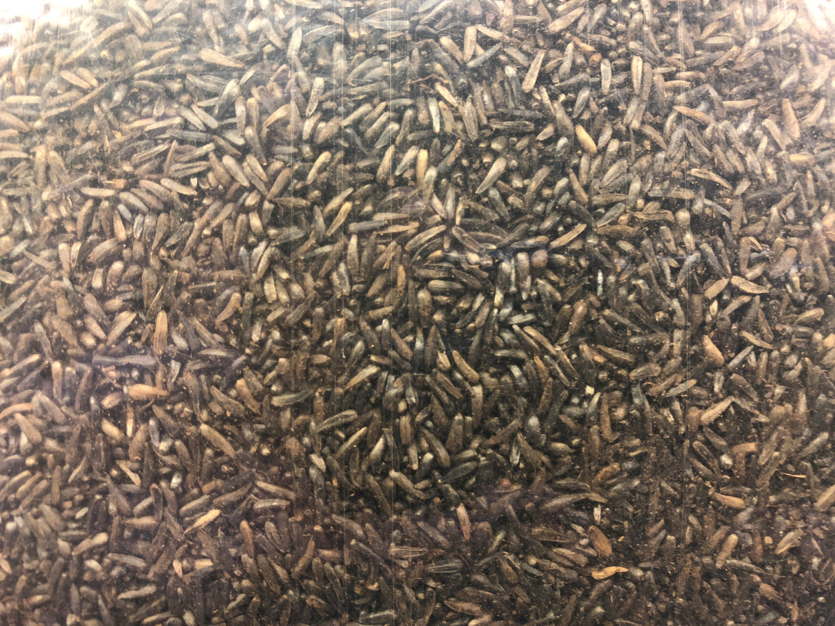 Nyjer Seed – Valley Feeds